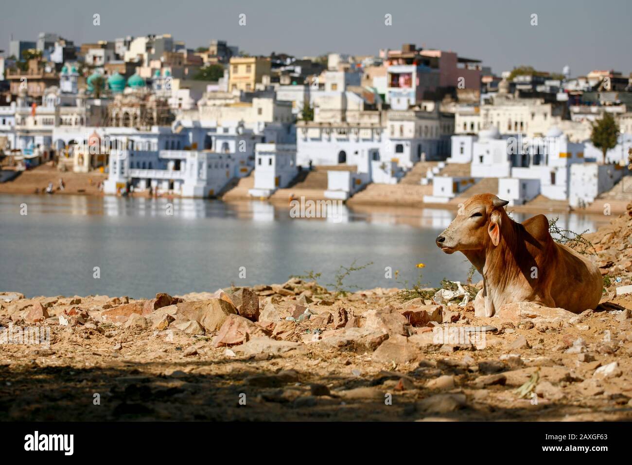Holy city of pushkar hi-res stock photography and images - Alamy
