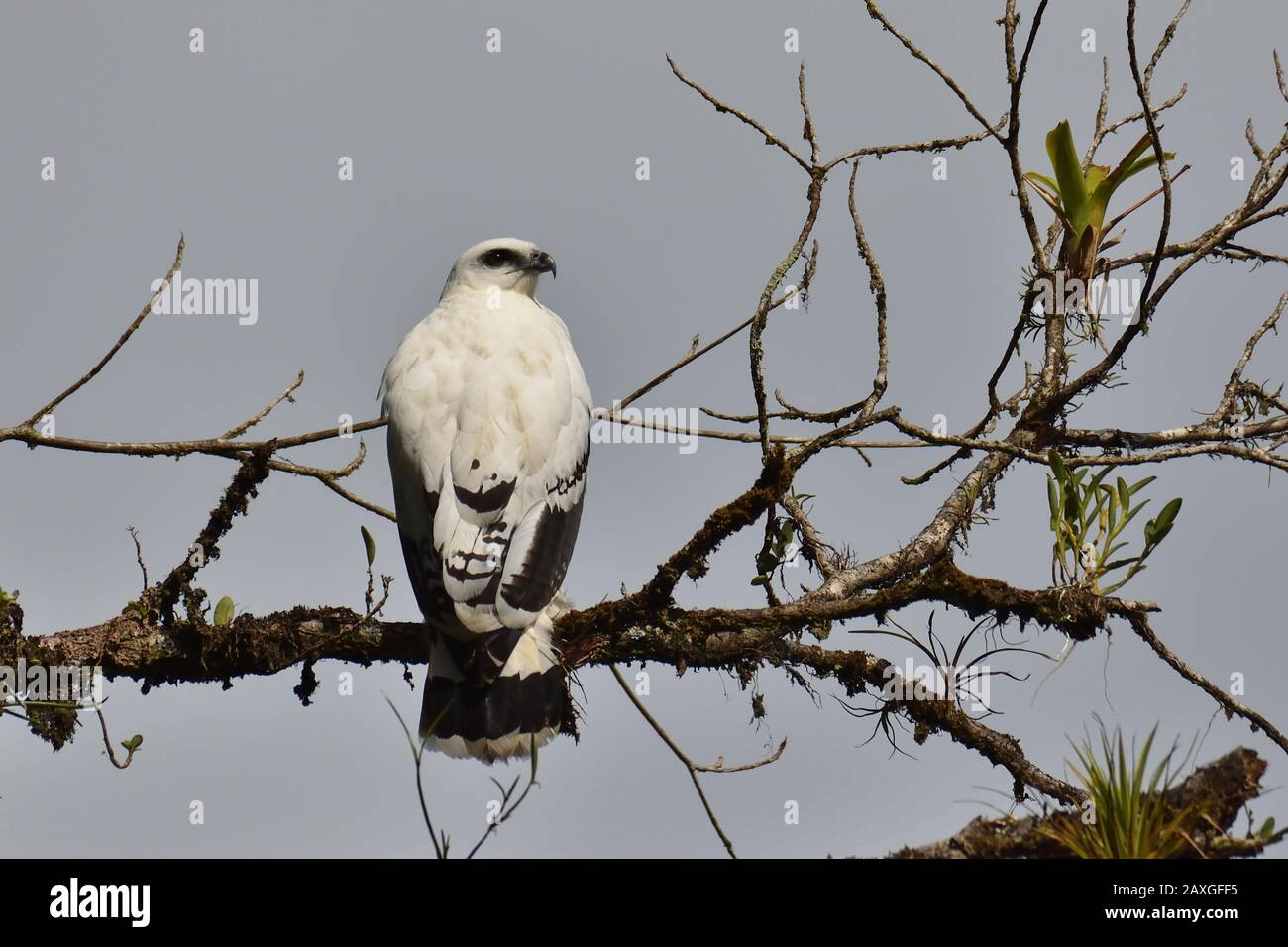 White Hawk Costa Rica Stock Photo - Alamy