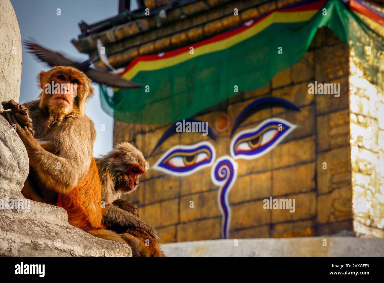 monkey at the Monkey temple in Nepal Stock Photo - Alamy