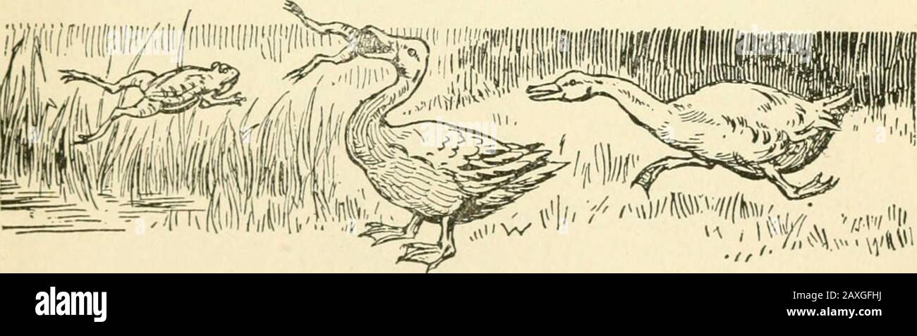 Suspicious rooster hi-res stock photography and images - Alamy