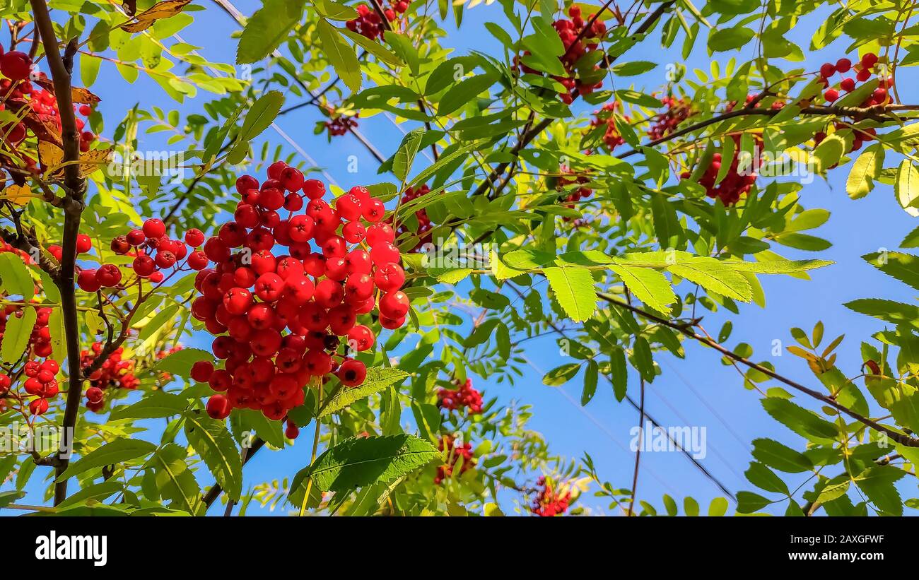 Autumn landscape photography, mountain ash in full beauty, illuminated ...