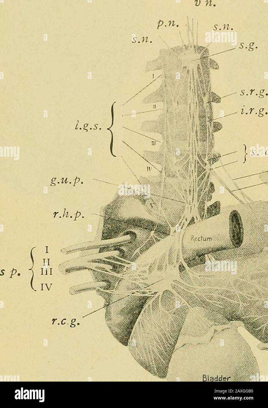 Henle layer hi-res stock photography and images - Alamy