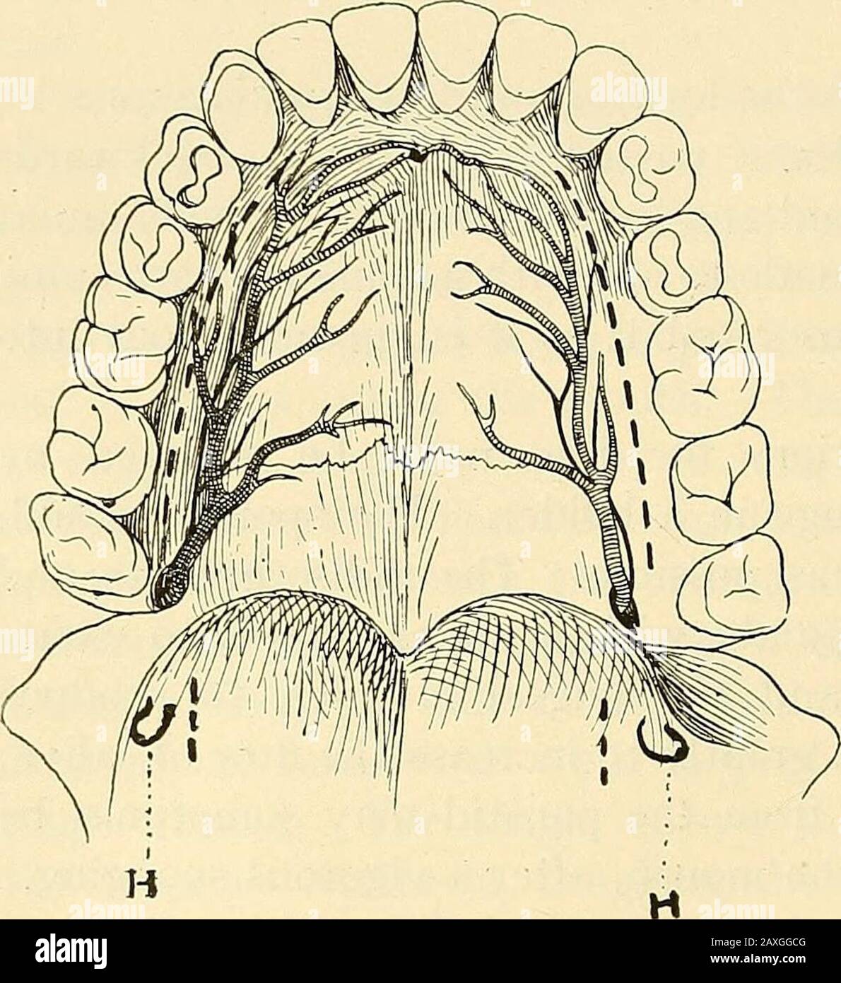 Molar groove hi-res stock photography and images - Alamy