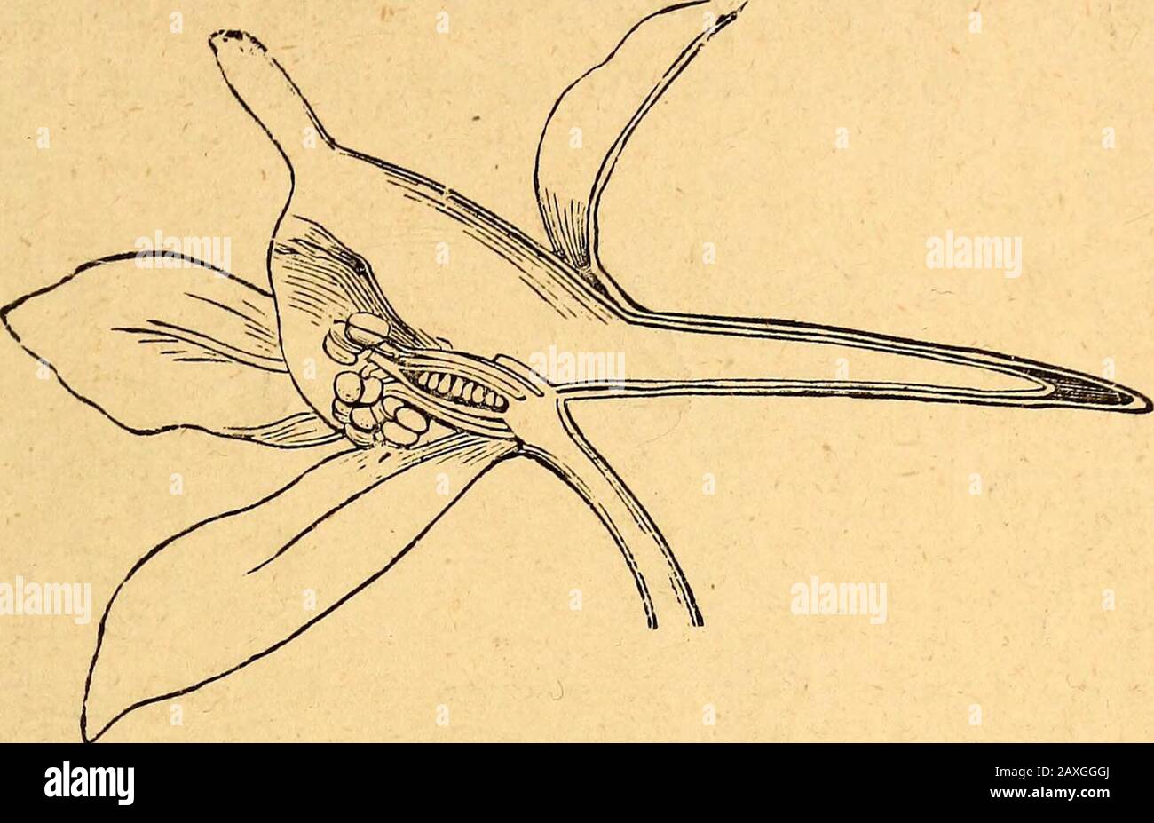 Filiform section hi-res stock photography and images - Alamy