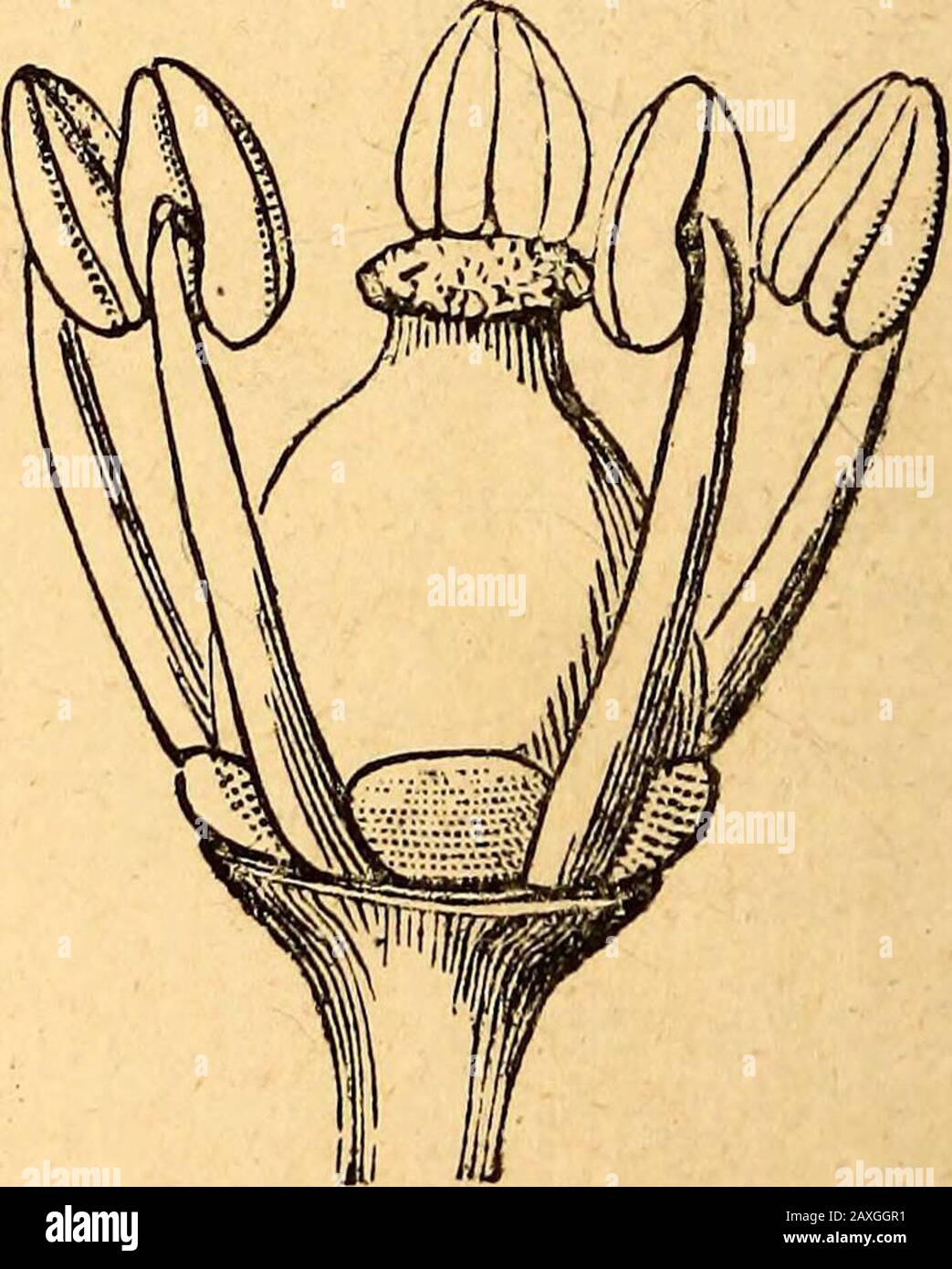 Text-book of structural and physiological botany . Fig. 264.—Spurred ...