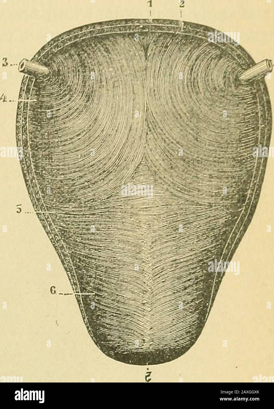 Internal circular muscular layer hi-res stock photography and images ...