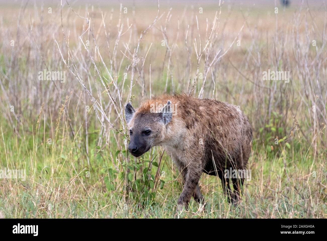 Determined hyena hi-res stock photography and images - Alamy