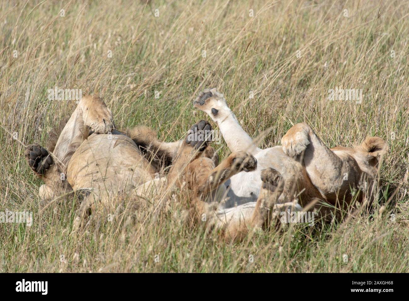 African lions mating hi-res stock photography and images - Alamy