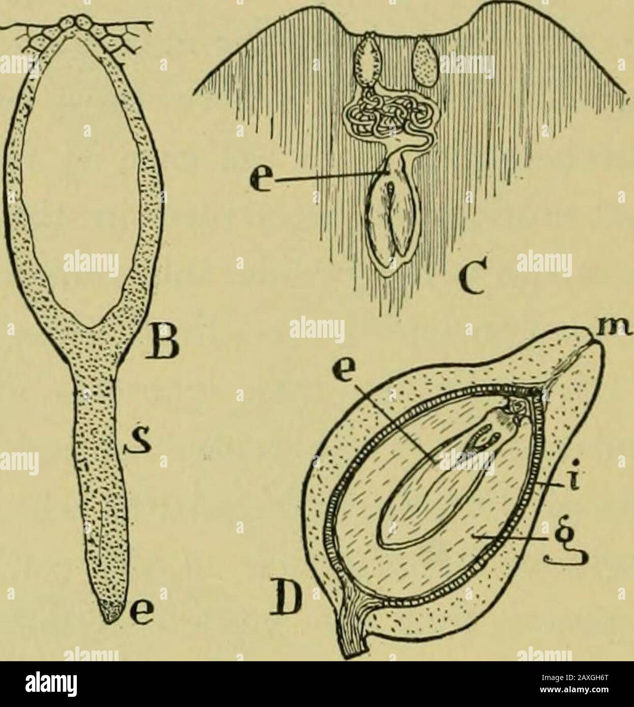 Suspensor hi-res stock photography and images - Alamy