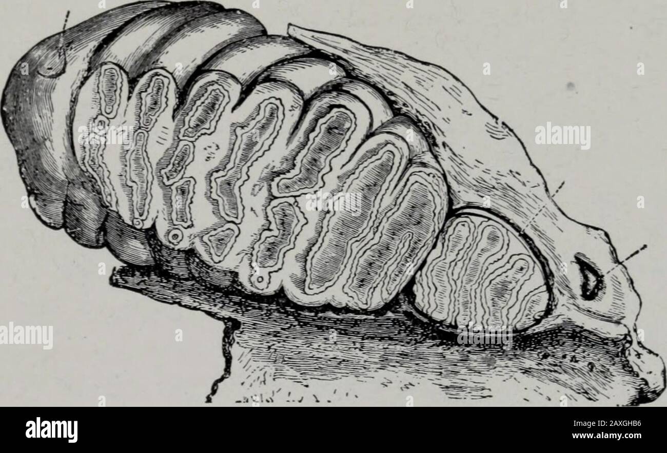 Geology . Fig. 466.—Teeth of mastodon (Mastodon longirostris), showing ...