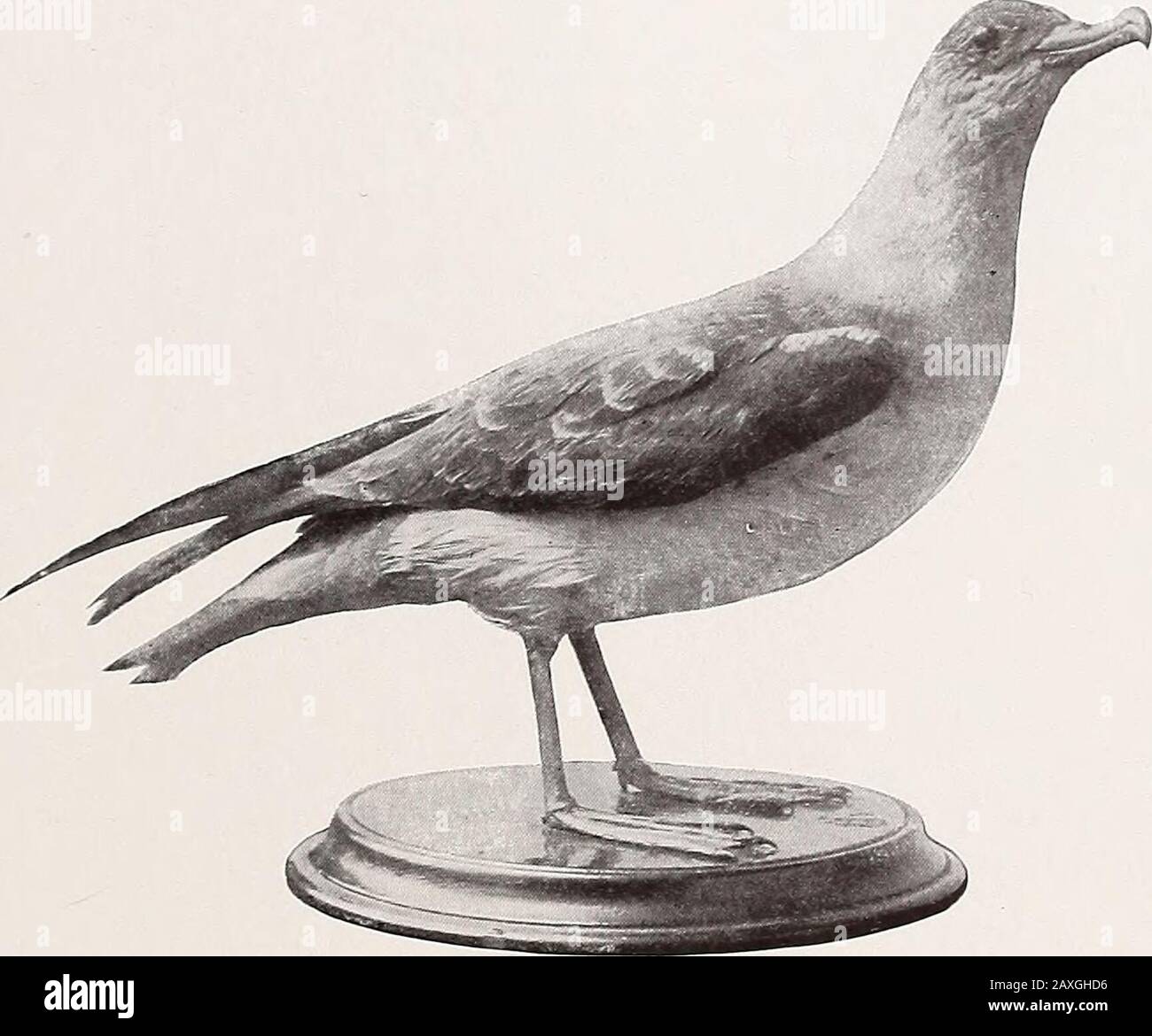 Dutcher body hi-res stock photography and images - Alamy