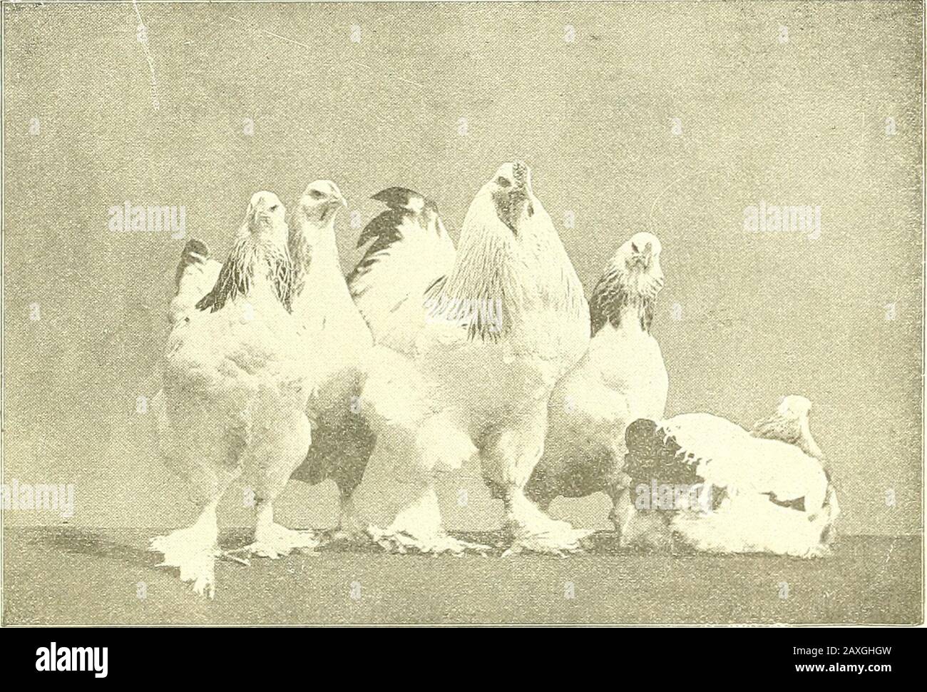 Black mottling hi-res stock photography and images - Alamy