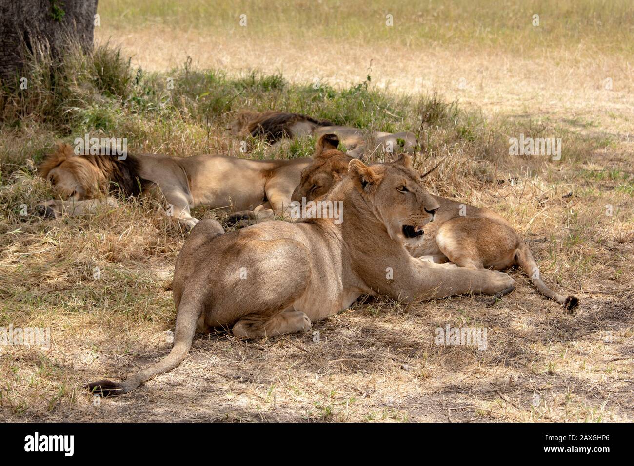 Pride of Lions sleeping through the heat of the day Stock Photo - Alamy