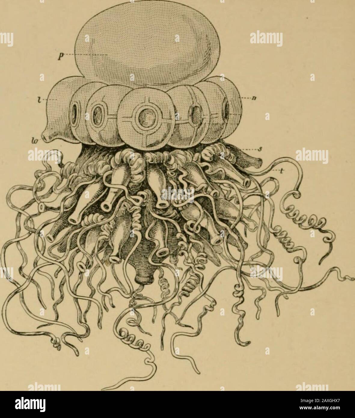 Structure of the porifera hi-res stock photography and images - Alamy