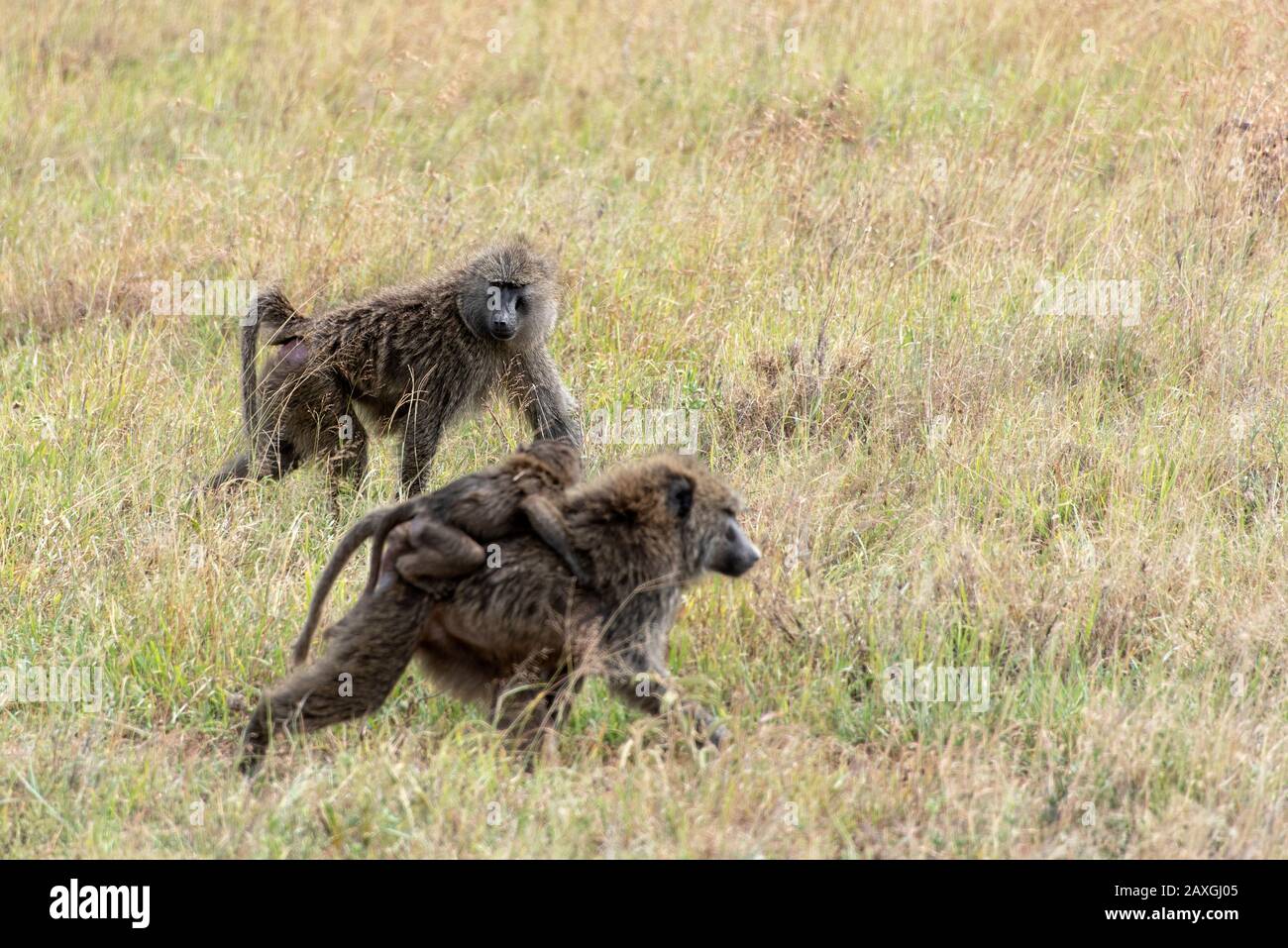 Baboon baby being carries hi-res stock photography and images - Alamy