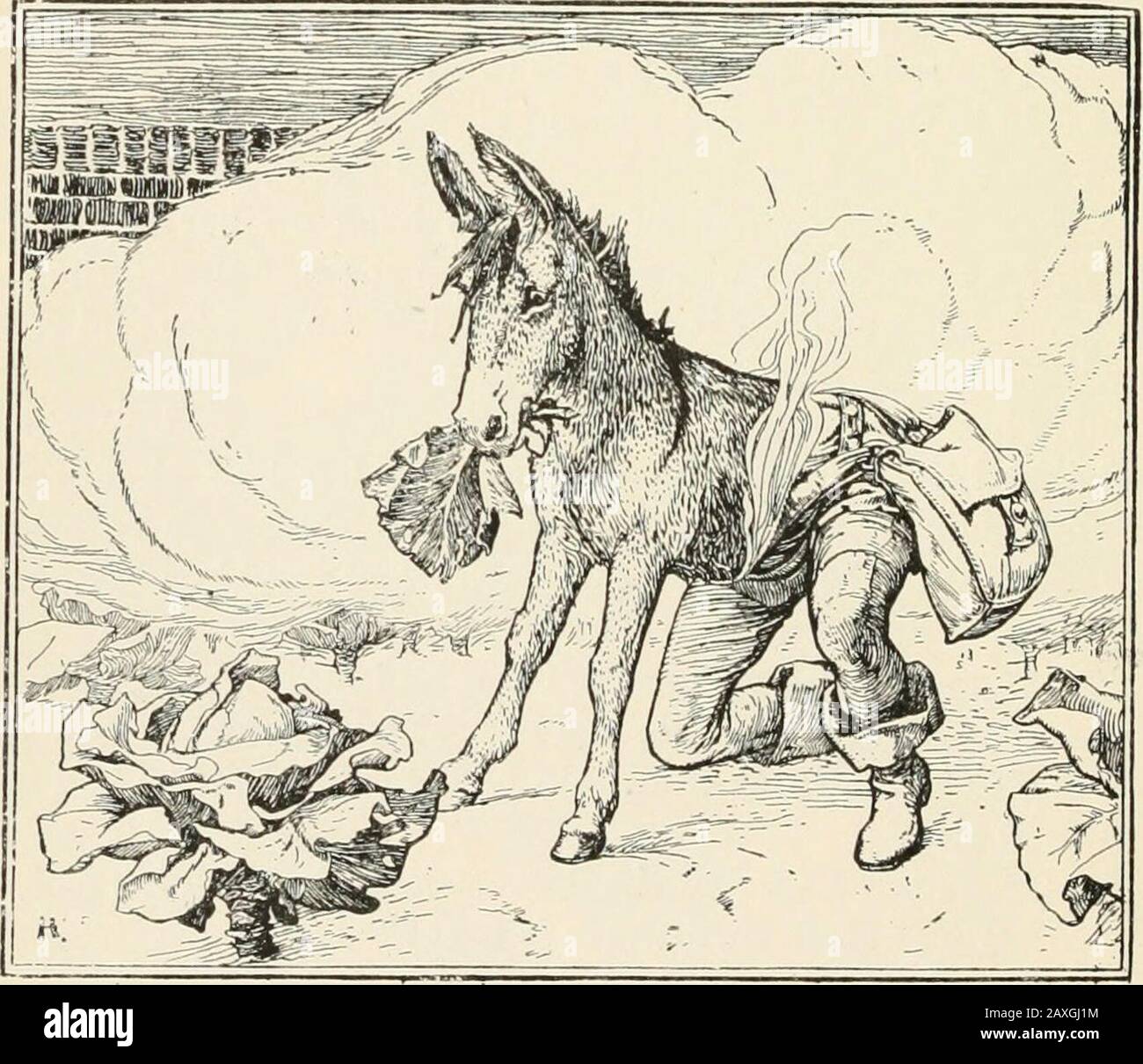 Donkey cabbages hi-res stock photography and images - Alamy