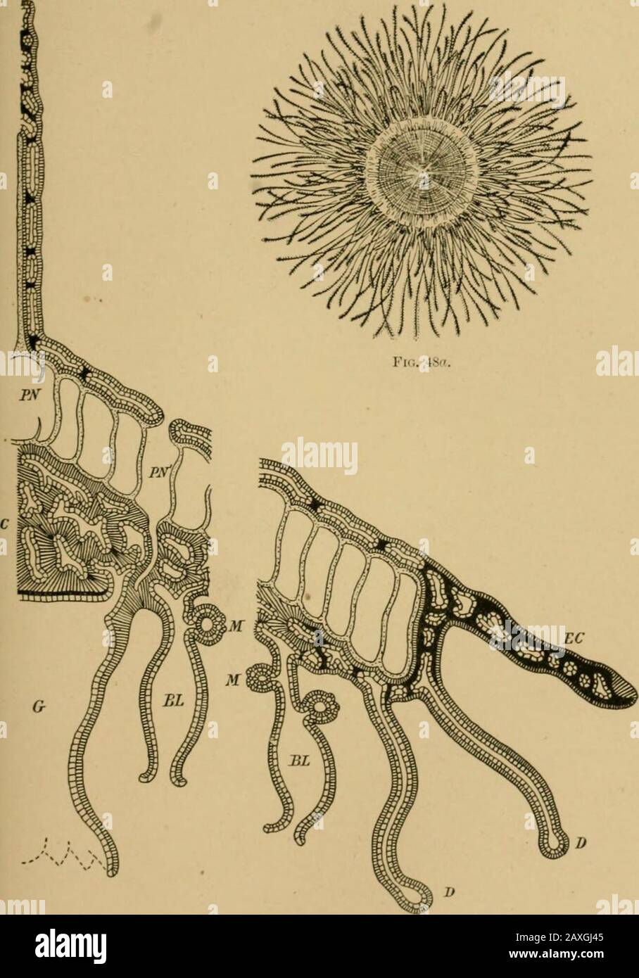 Gastrozooid hi-res stock photography and images - Alamy