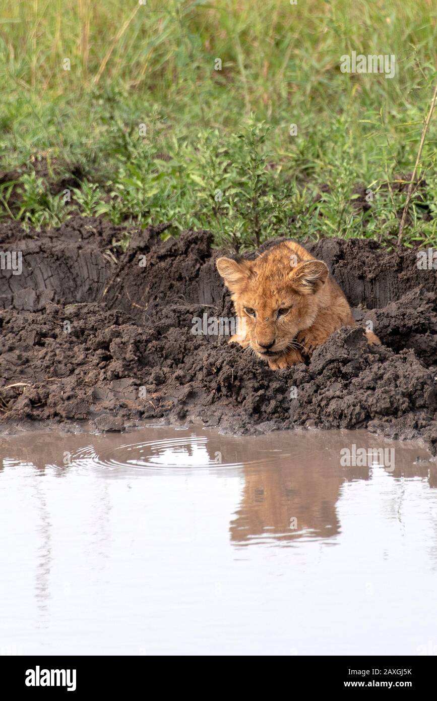 Lion cub looking at his reflection in the pond Stock Photo - Alamy