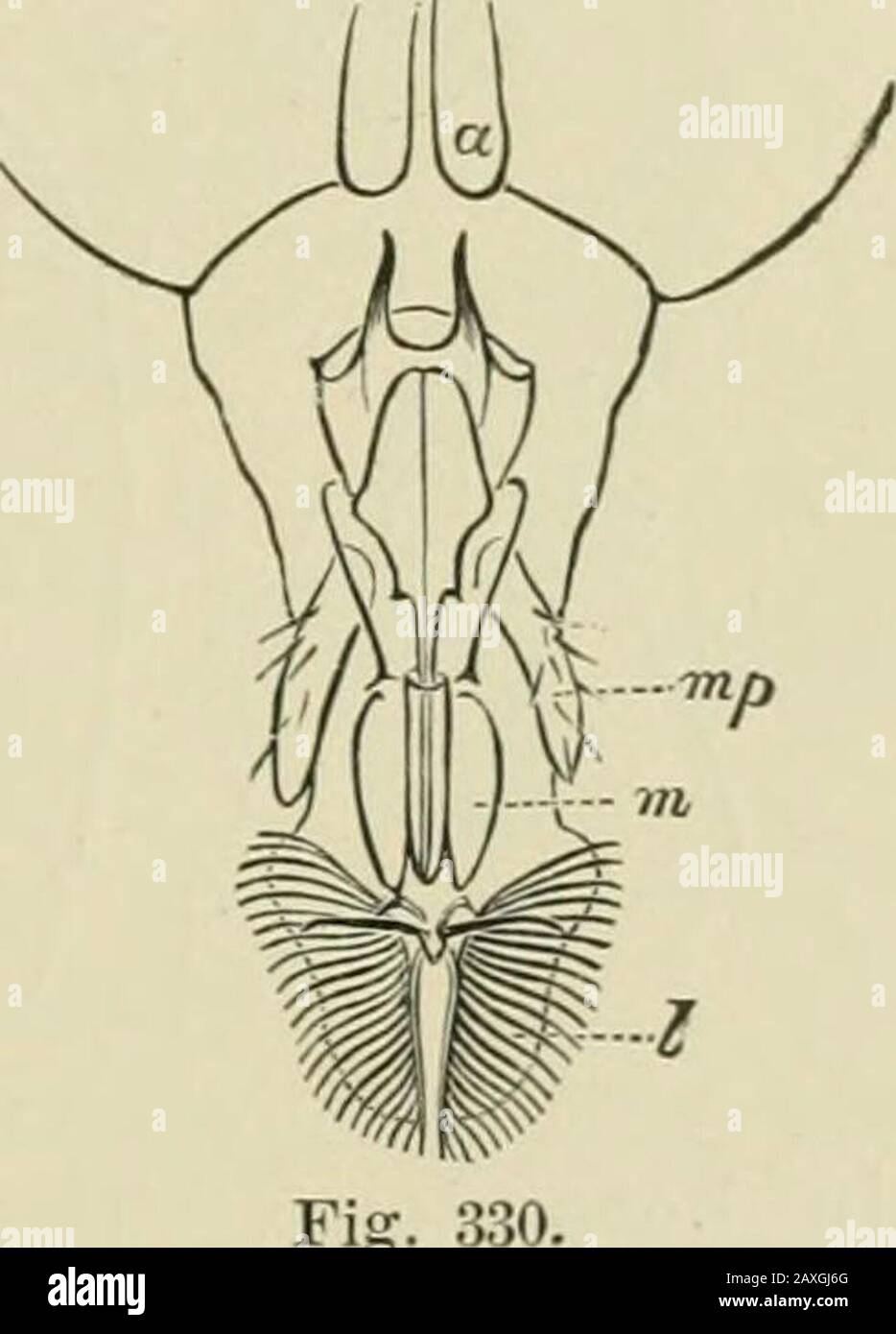 Musca domestica mouth parts hi-res stock photography and images - Alamy