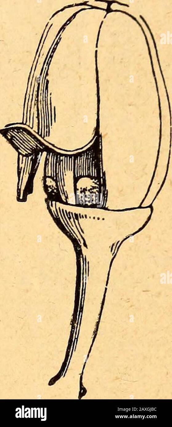 Urceolate hi-res stock photography and images - Alamy