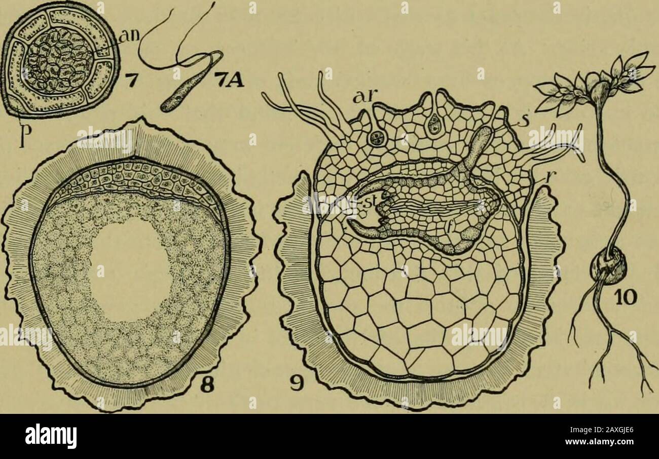 Nature and development of plants . dmega-sporophylls. The two kinds of ...