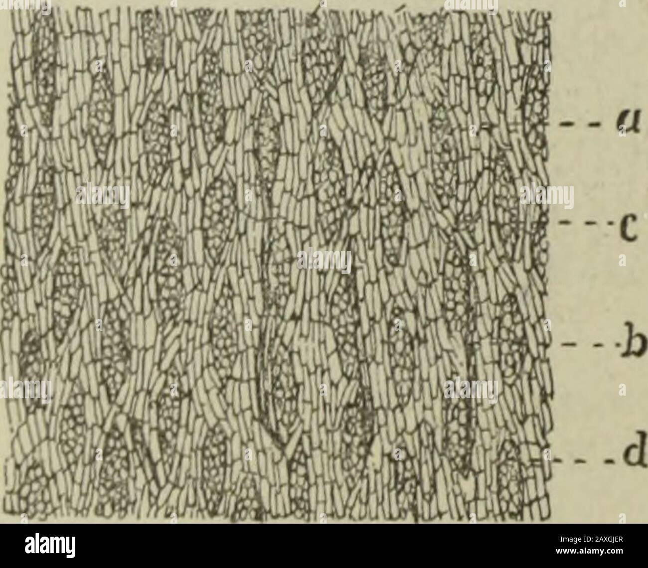 Longitudinal tangential section hi-res stock photography and images - Alamy