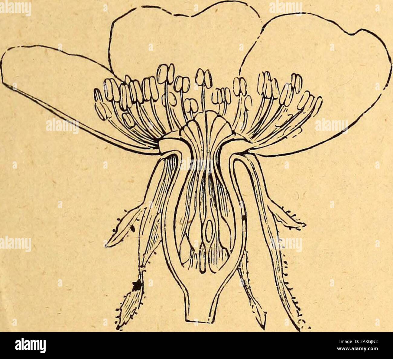 Gamosepalous hi-res stock photography and images - Alamy