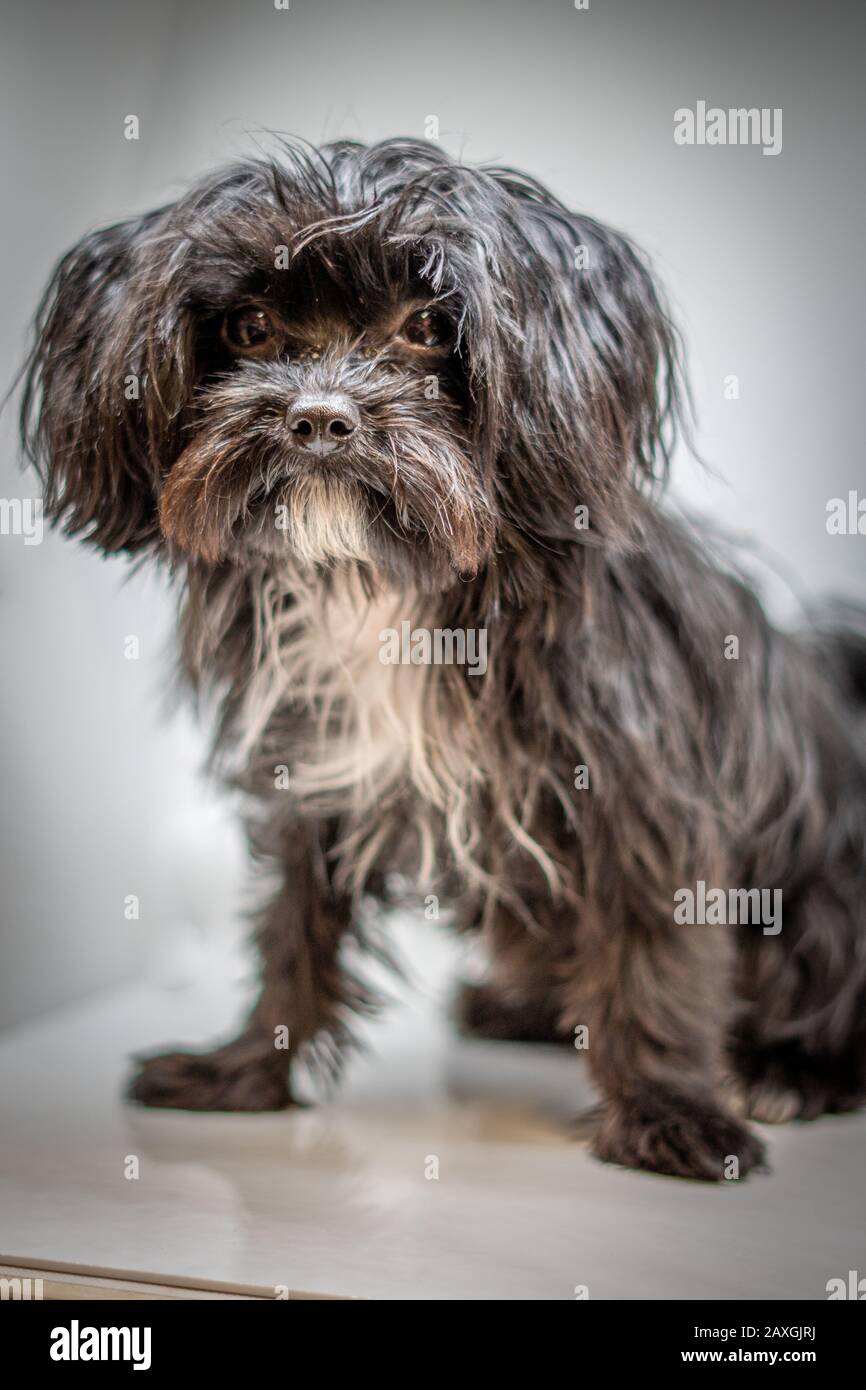 Russian tsvetnaya bolonka hi-res stock photography and images - Alamy