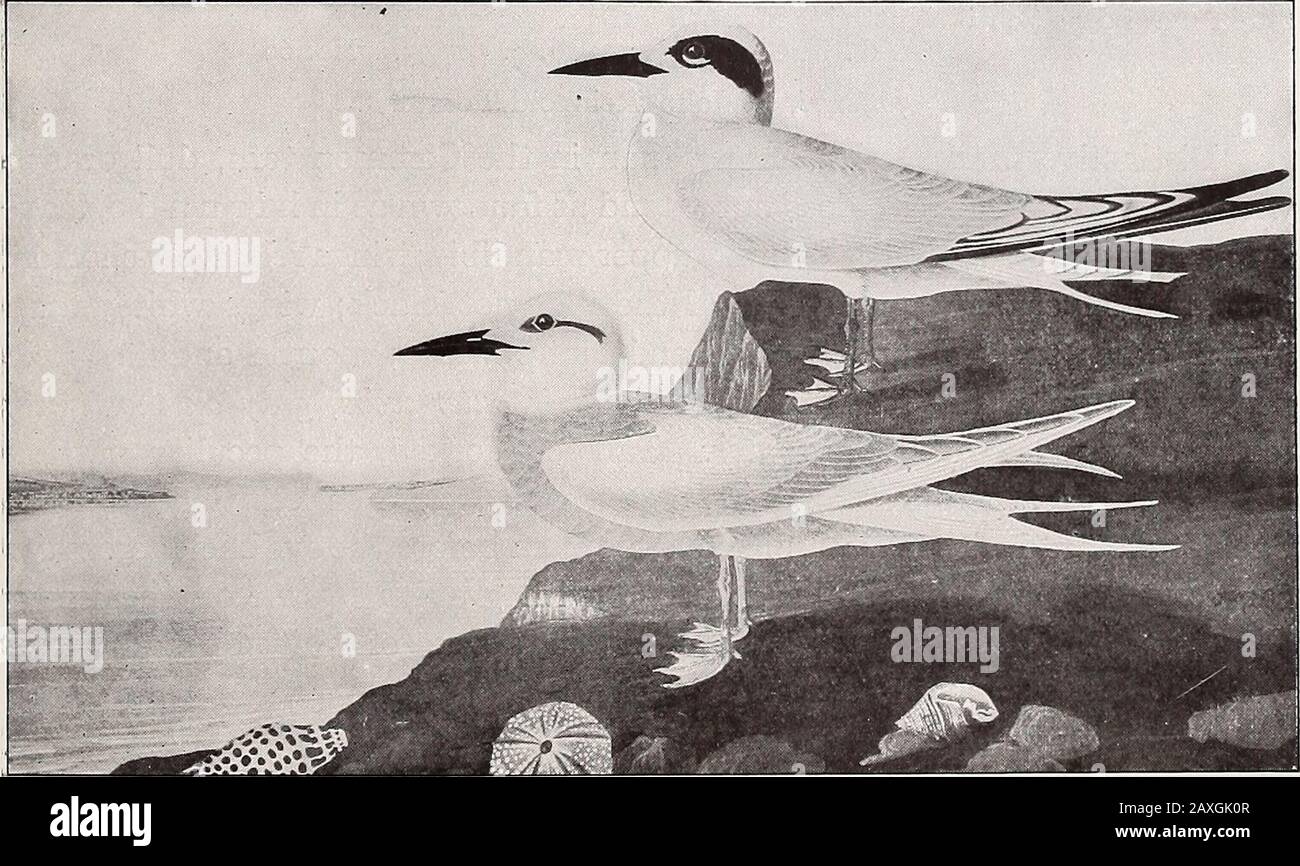 Black bill with a yellow tip hi-res stock photography and images - Alamy