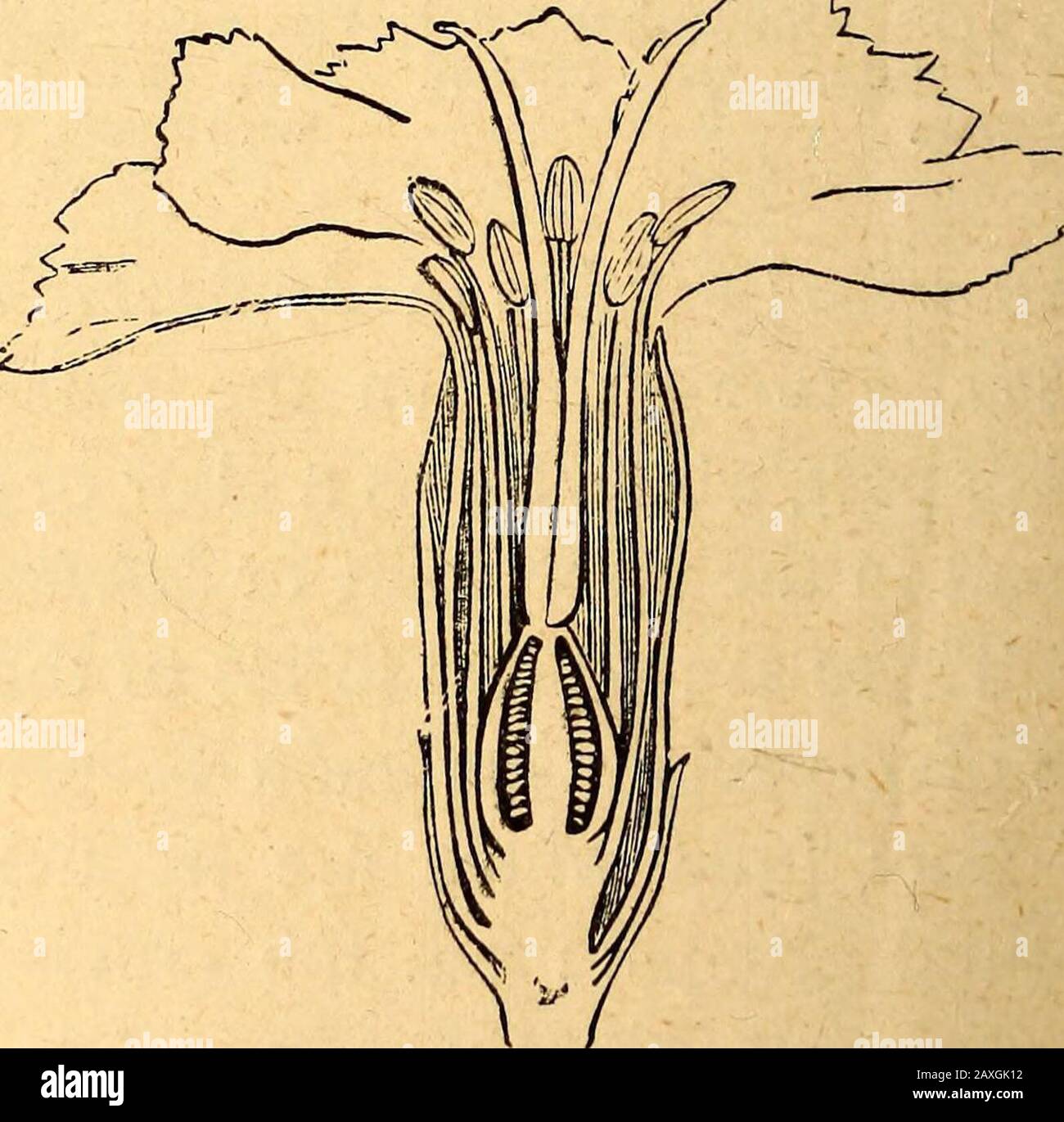Corolla base hi-res stock photography and images - Alamy