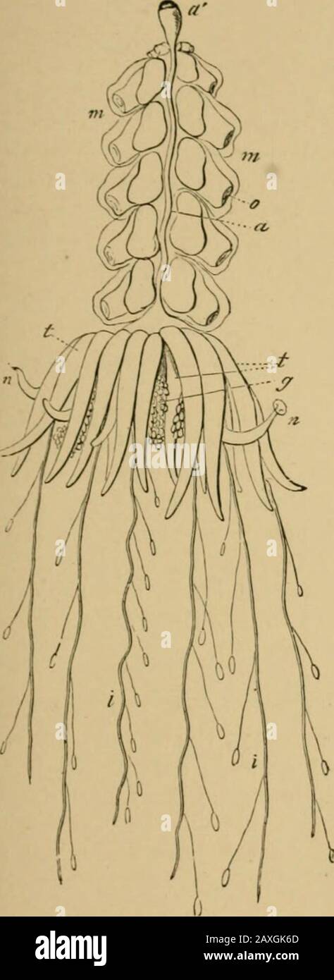 The porifera and coelentera . oderm, and containing a solid endodermal ...