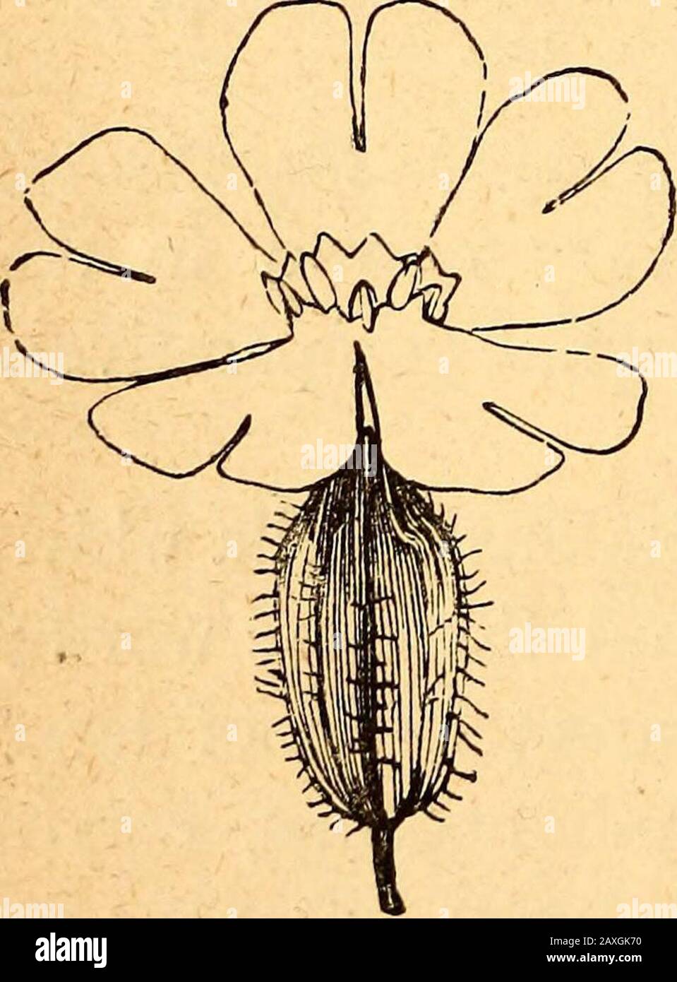 Papilionaceous corolla hi-res stock photography and images - Alamy