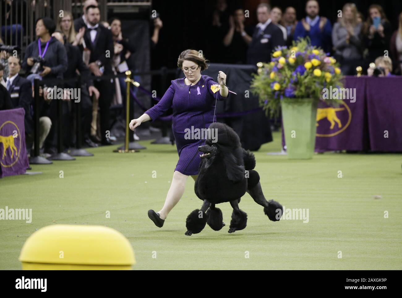 New York, United States. 11th Feb, 2020. Siba, the Standard Poodle and ...