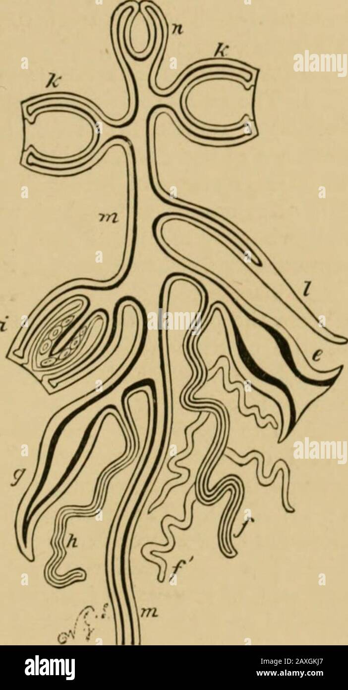 Gastrozooid hi-res stock photography and images - Alamy