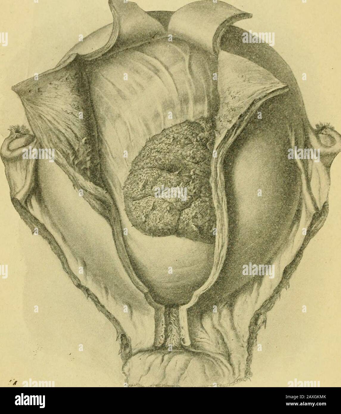 Upper pear shaped hi-res stock photography and images - Alamy