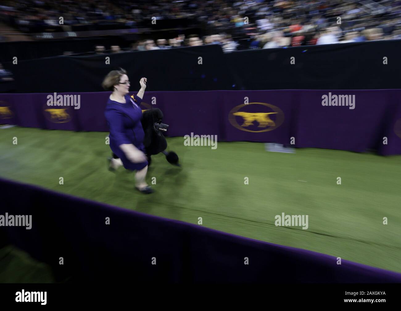 New York, United States. 11th Feb, 2020. Siba, the standard poodle and ...