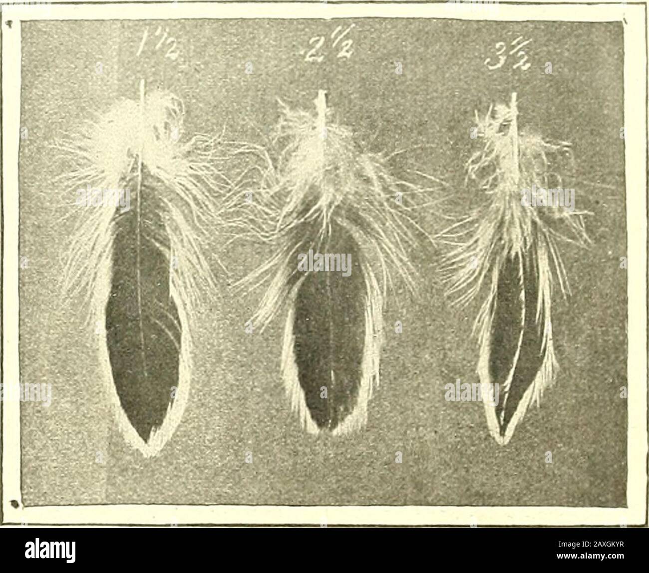 Onepoint hi-res stock photography and images - Alamy