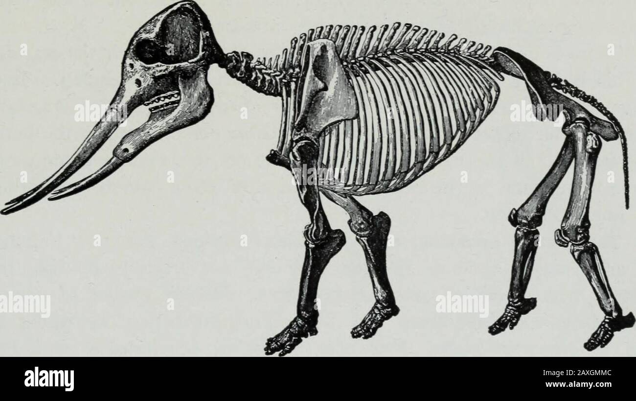 Mammals from the miocene period hi-res stock photography and images - Alamy