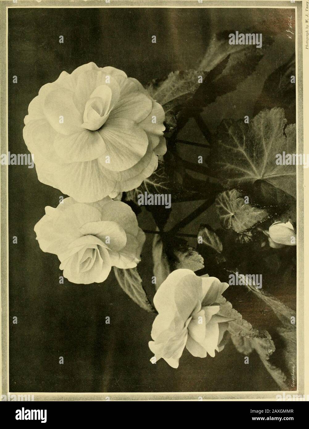 Pelargonium leaves rust hi-res stock photography and images - Alamy