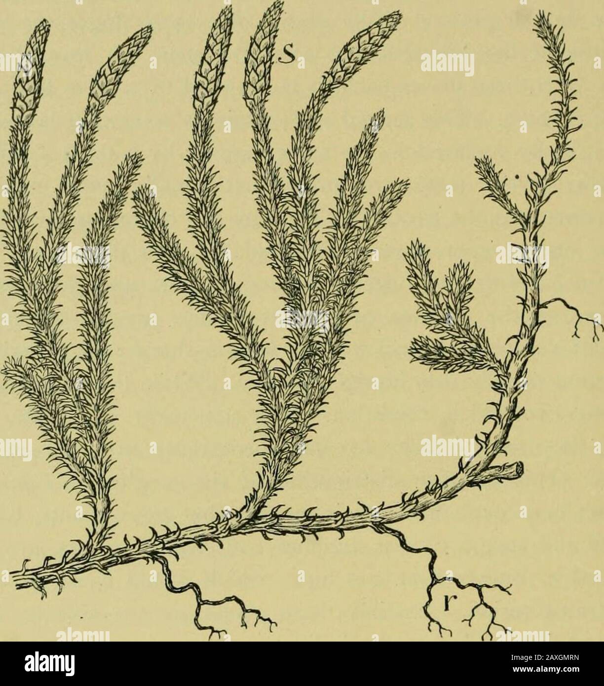 Lycopodiales hi-res stock photography and images - Alamy