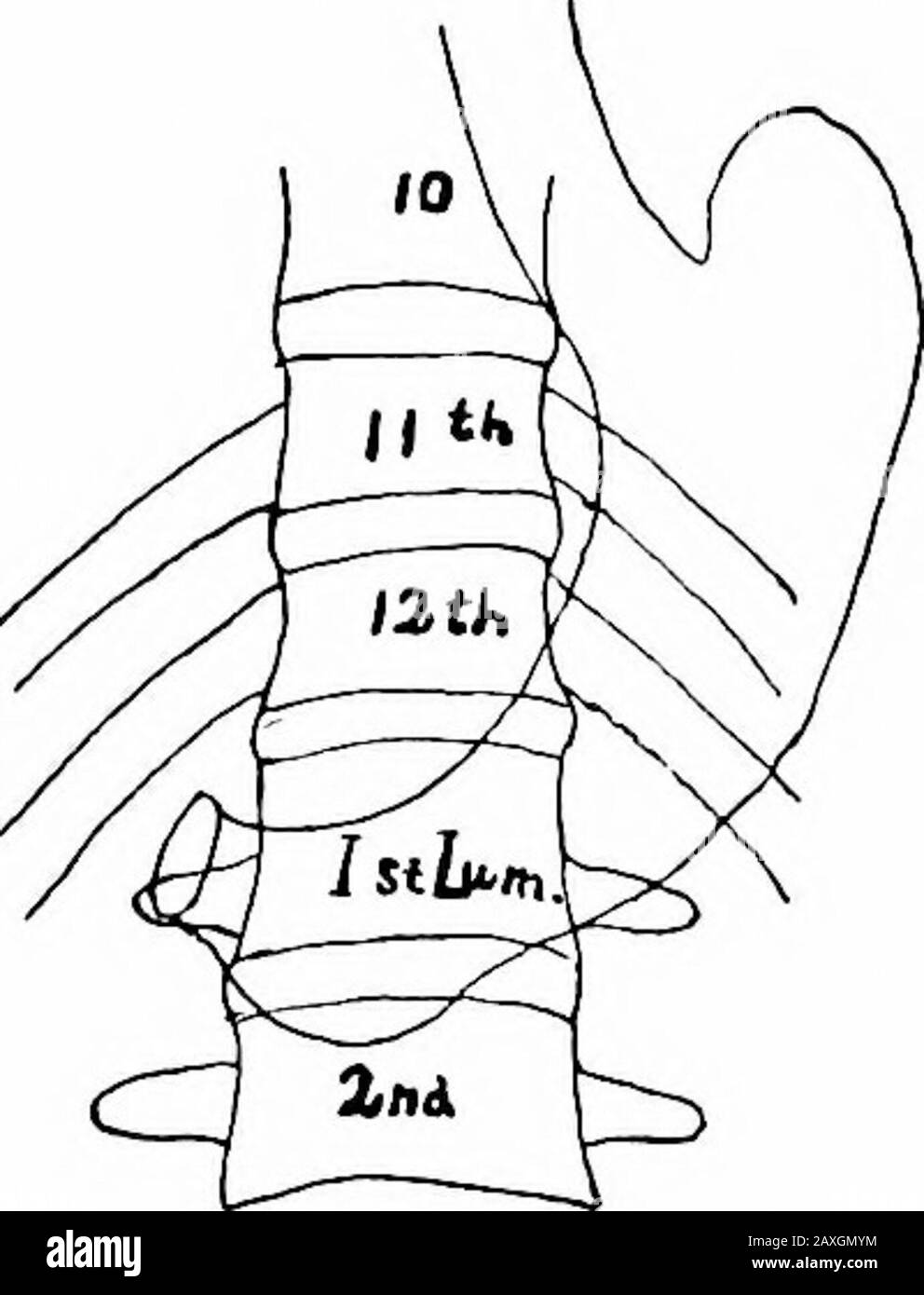 A manual of anatomy . Fig. 218.- -The parts of the stomach shownin the ...