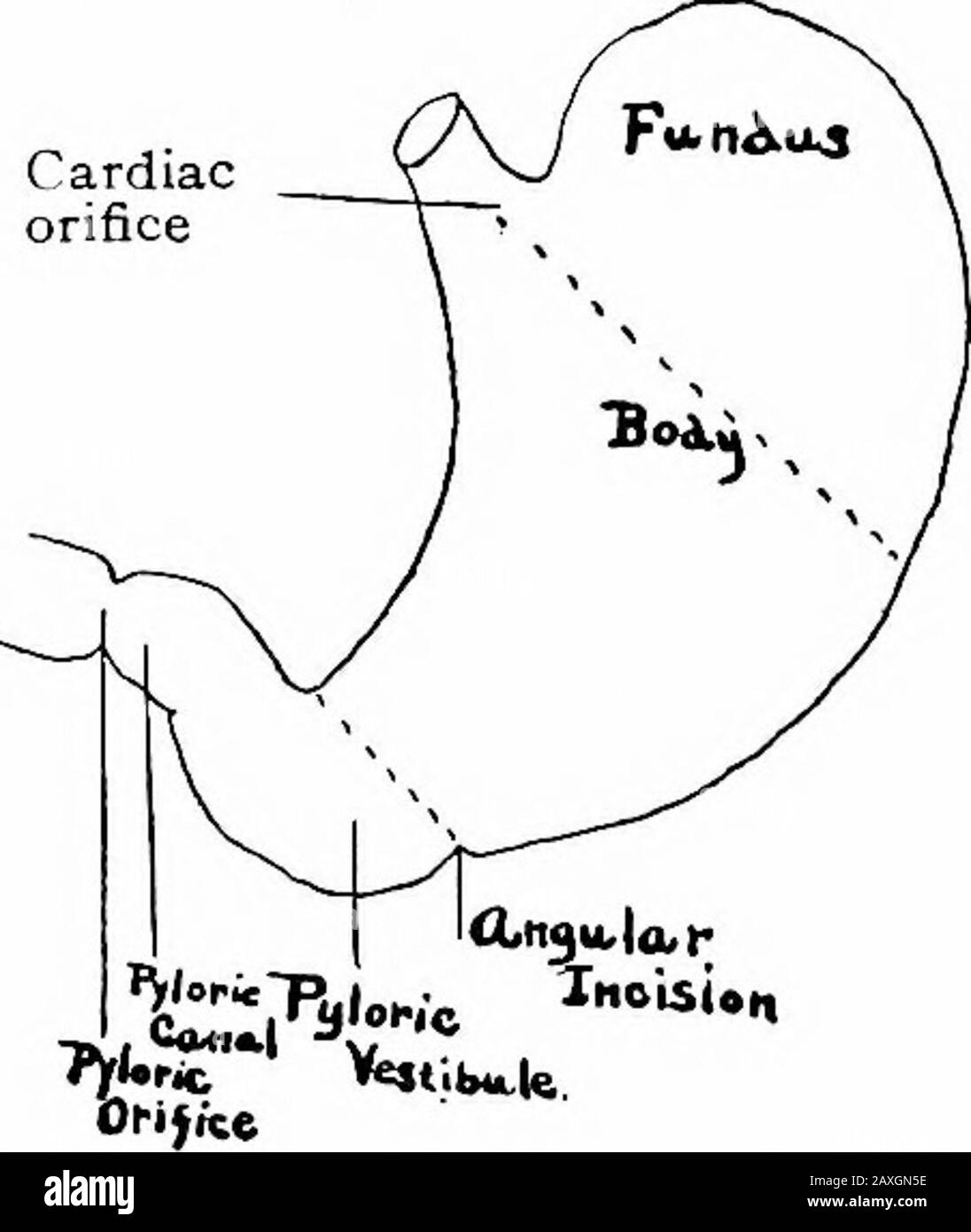 Lesser Curvature Of Stomach