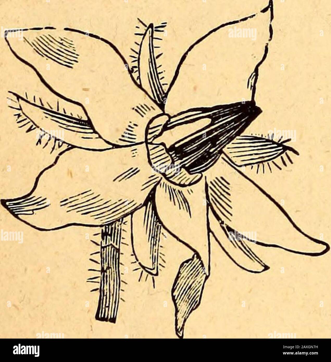 Text-book of structural and physiological botany Stock Photo - Alamy