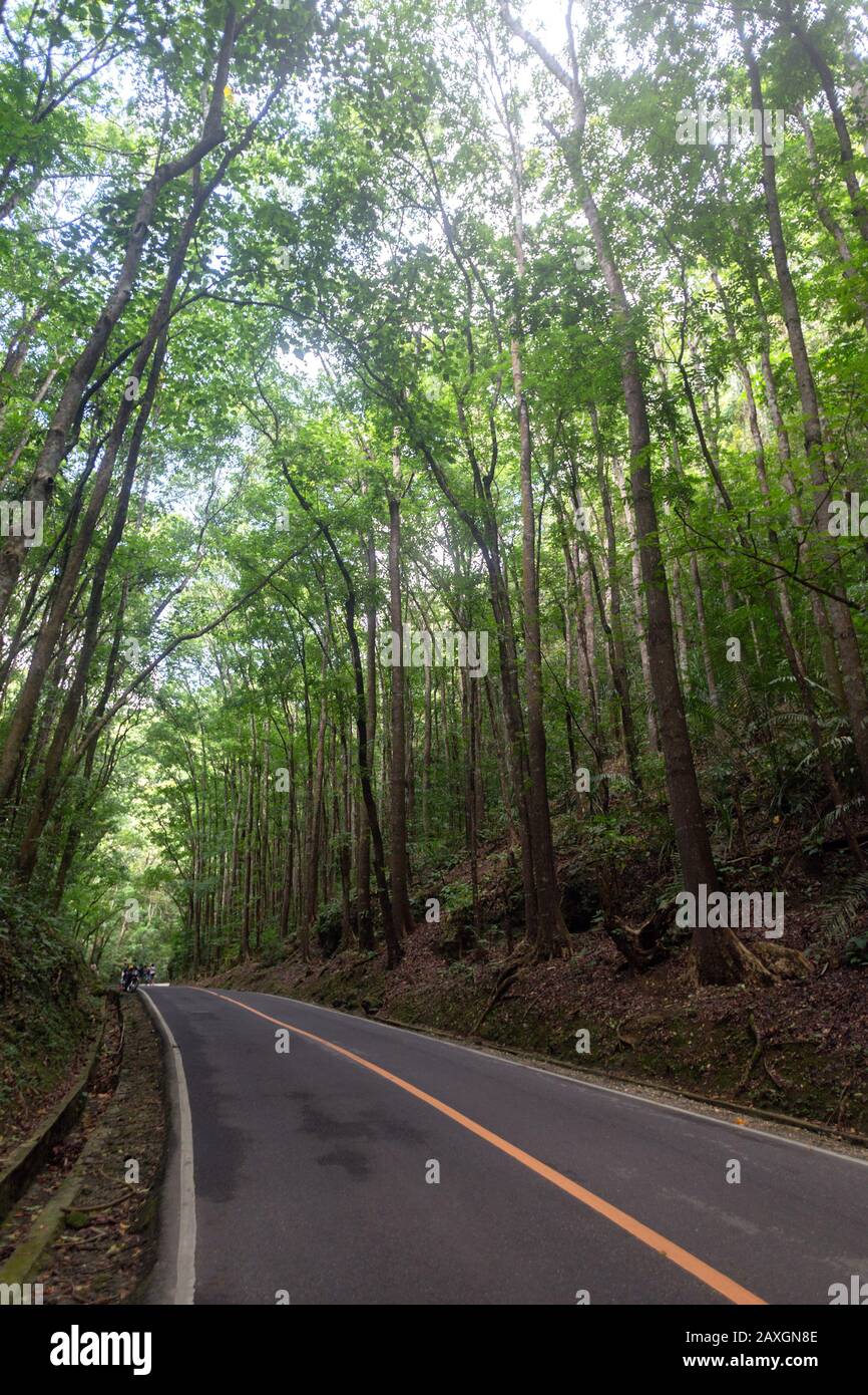 Man made mahogany trees hi-res stock photography and images - Alamy