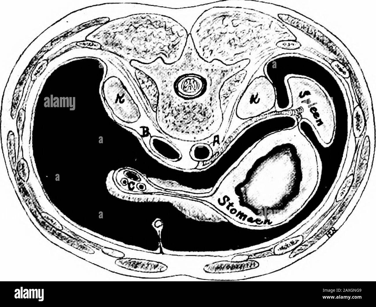 Liver Portal Area Black And White Stock Photos Images Alamy liver-portal-area-black-and-white-stock-photos-images-alamy