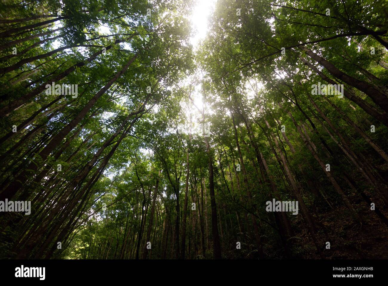 Mahogany Man-Made Forest in Bilar, Bohol, Philippines. Sun rays shine ...