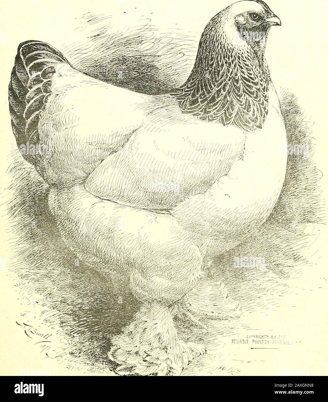 The origin of the brahma hi-res stock photography and images - Alamy