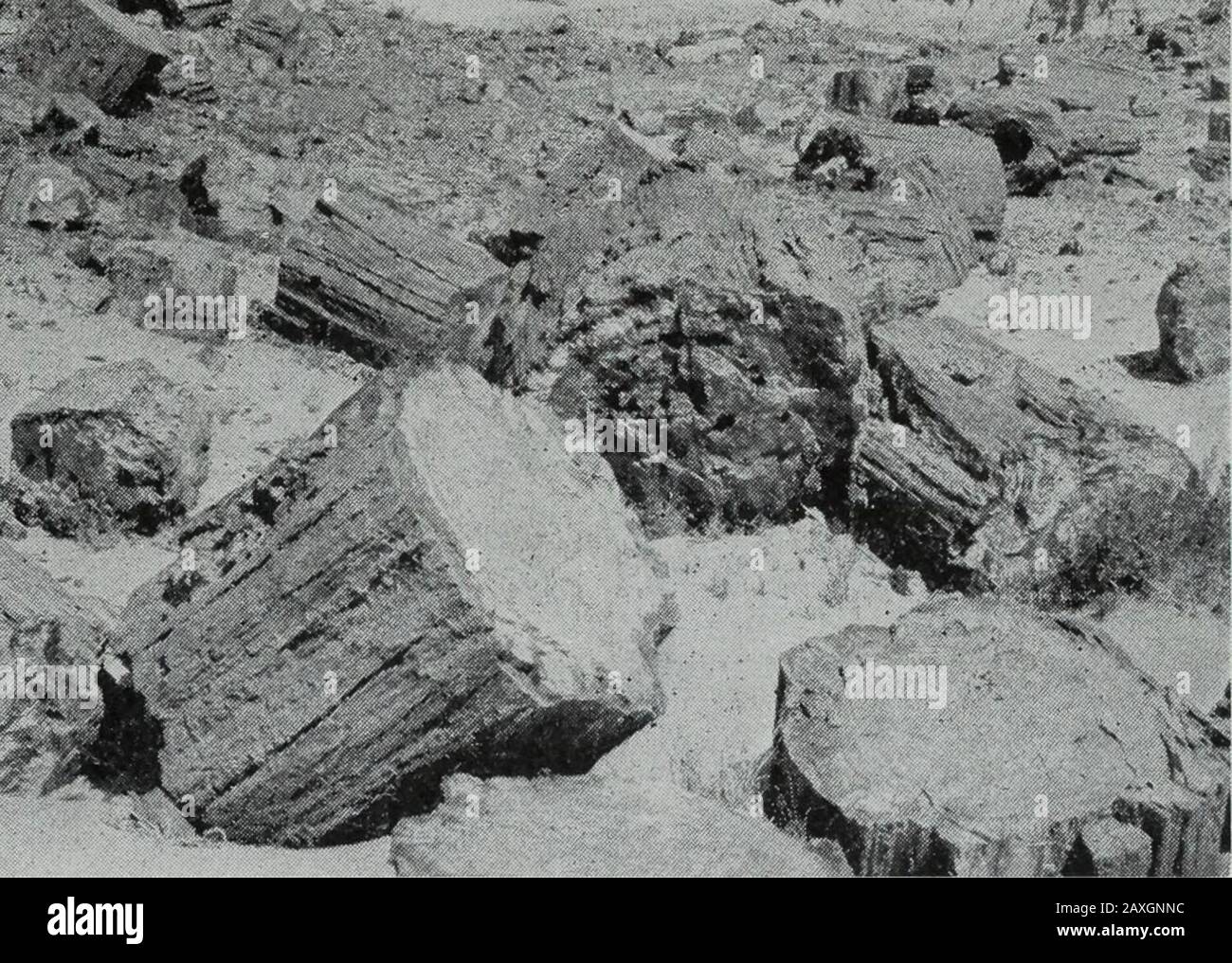 Neocene hi-res stock photography and images - Alamy