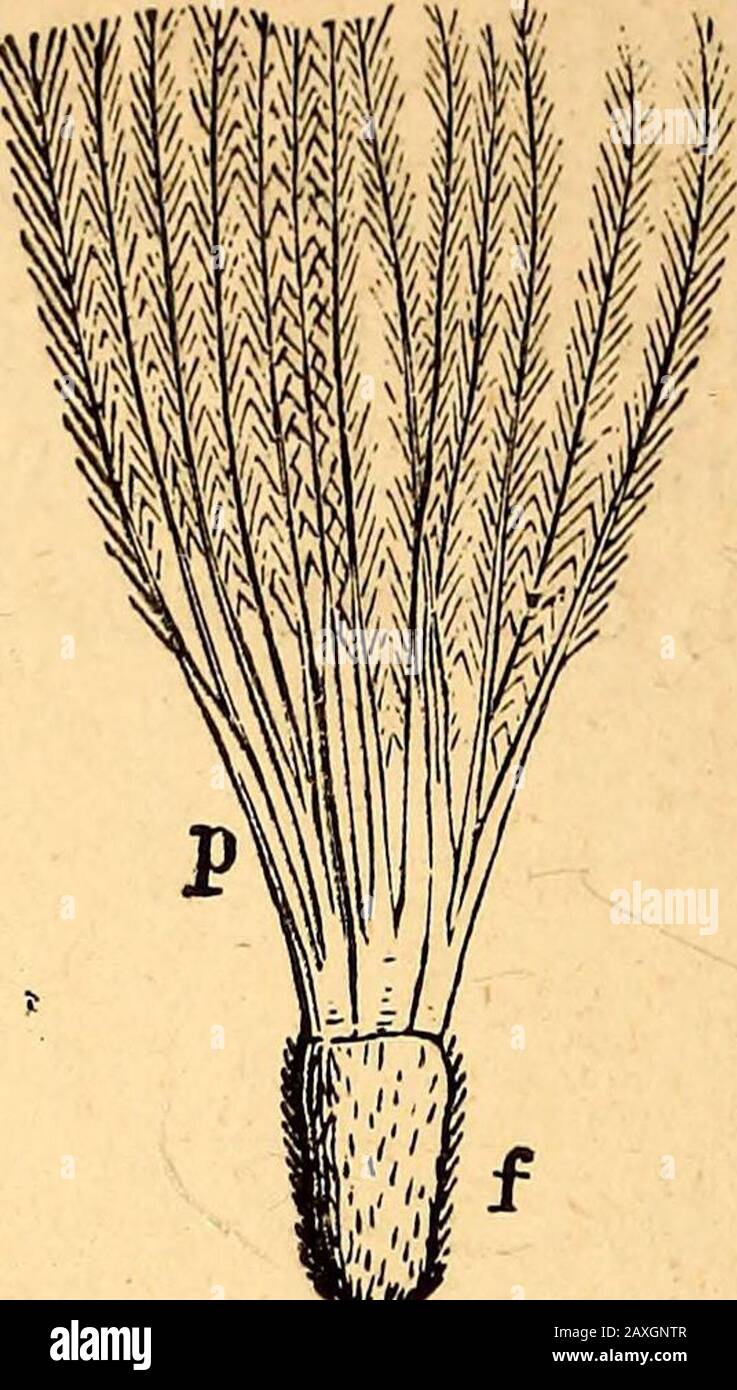 Text-book of structural and physiological botany Stock Photo - Alamy