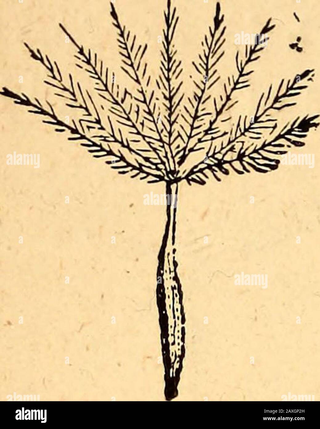 Text-book of structural and physiological botany . 5.—Pilose sessile ...